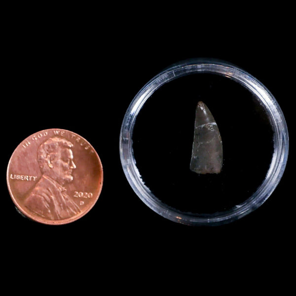 05 Postosuchus Rauisuchid Archosaur Fossil Tooth Chinle Formation AZ ...