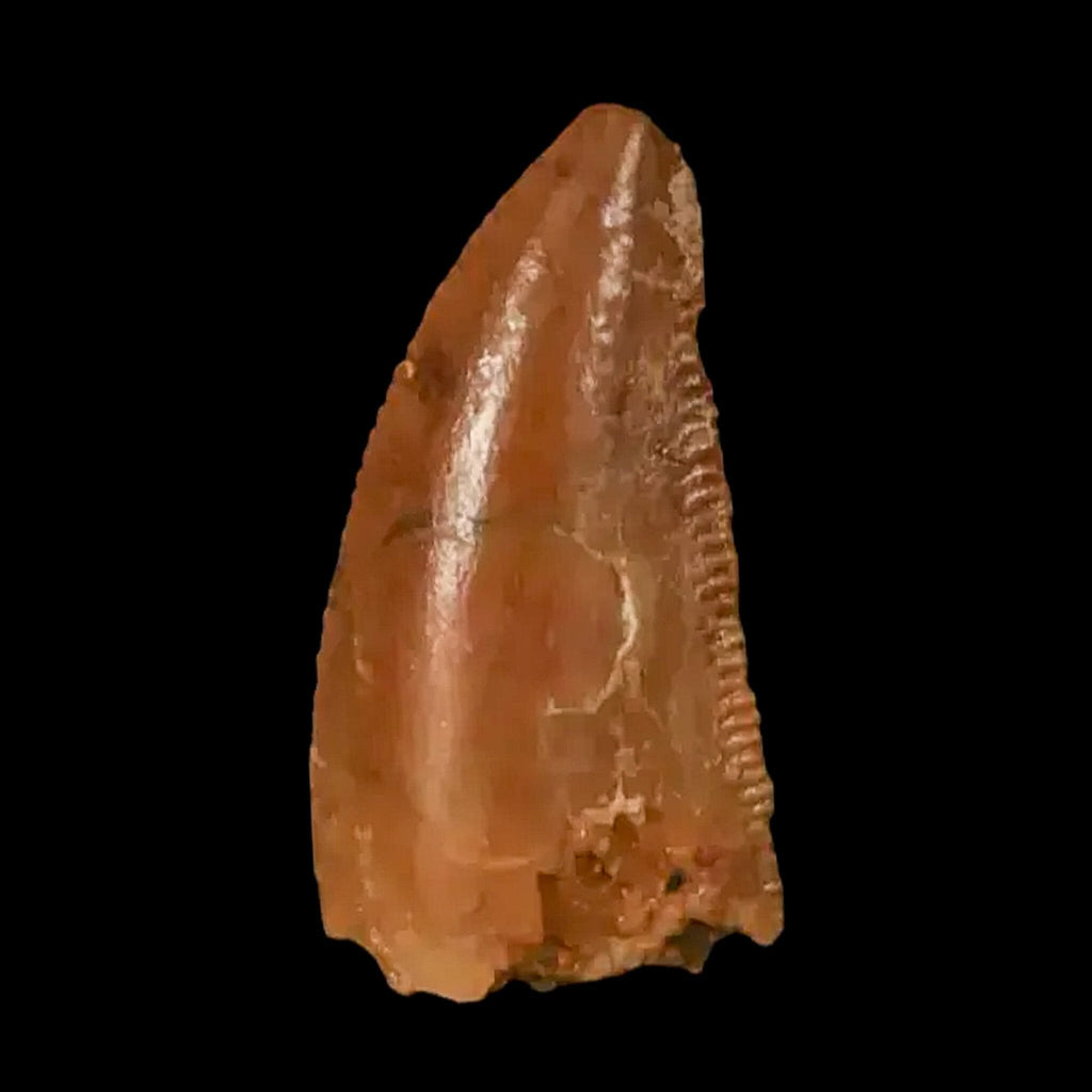06 Abelisaur Serrated Tooth Fossil Cretaceous Age Dinosaur Morocco COA ...