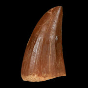 Dinosaur Fossil Teeth For Sale - Fossil Age Minerals