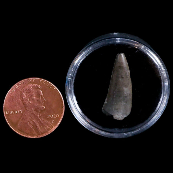 08 Postosuchus Rauisuchid Archosaur Fossil Tooth Chinle Formation AZ ...