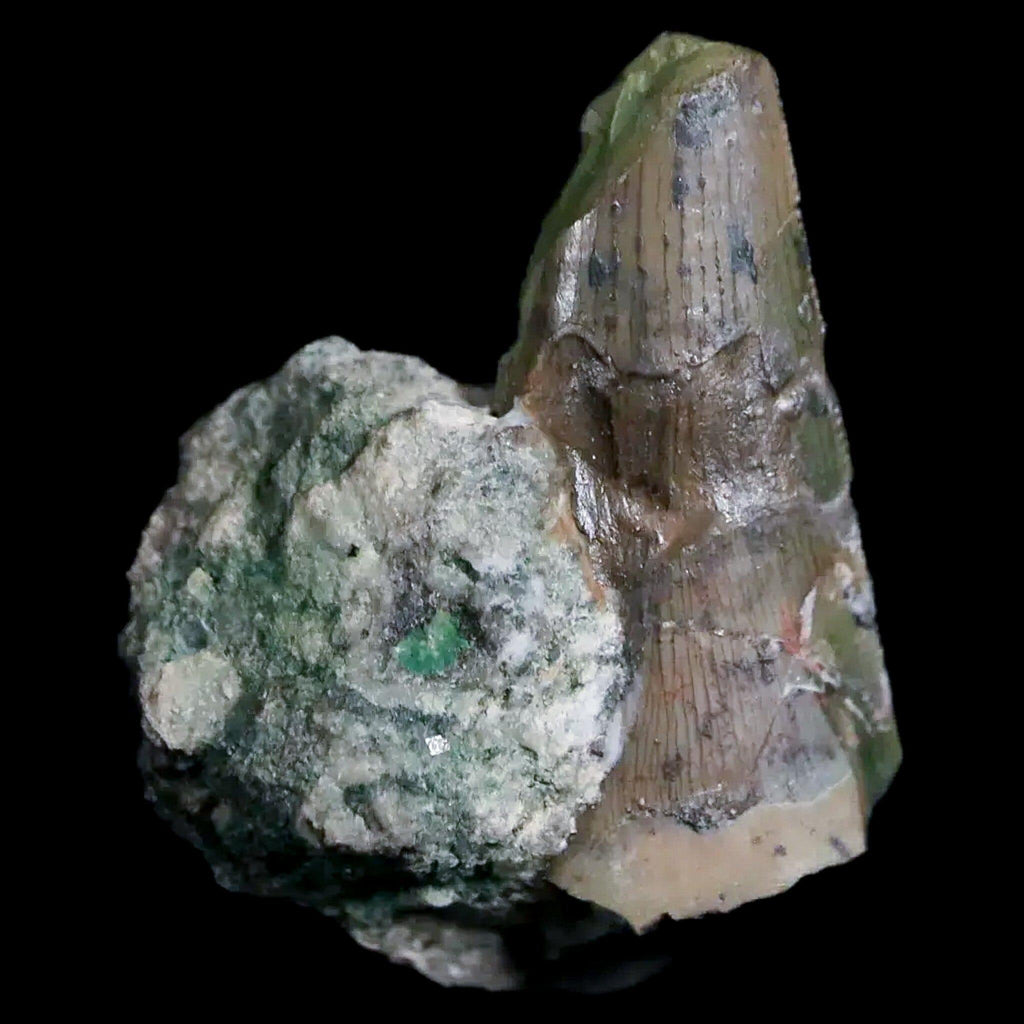 07 Postosuchus Rauisuchid Archosaur Fossil Tooth Chinle Formation AZ ...
