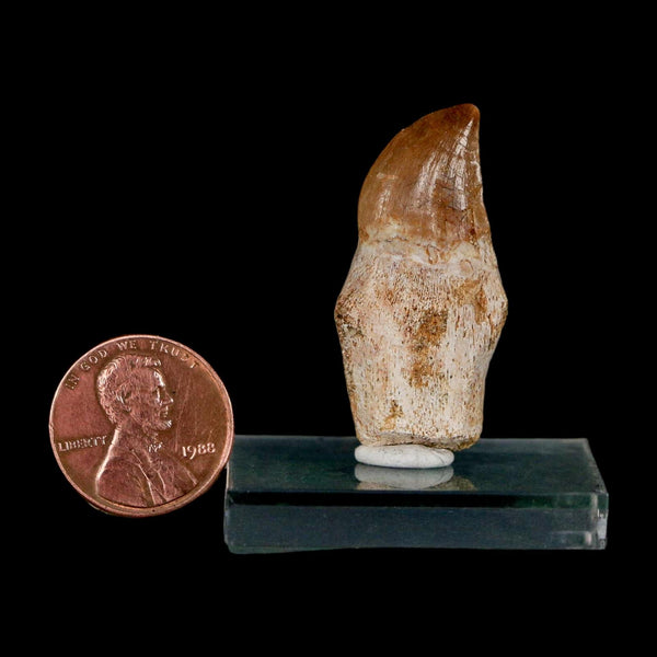 14 Halisaurus Walkeri Mosasaur Fossil Tooth Rooted Cretaceous Dinosaur ...