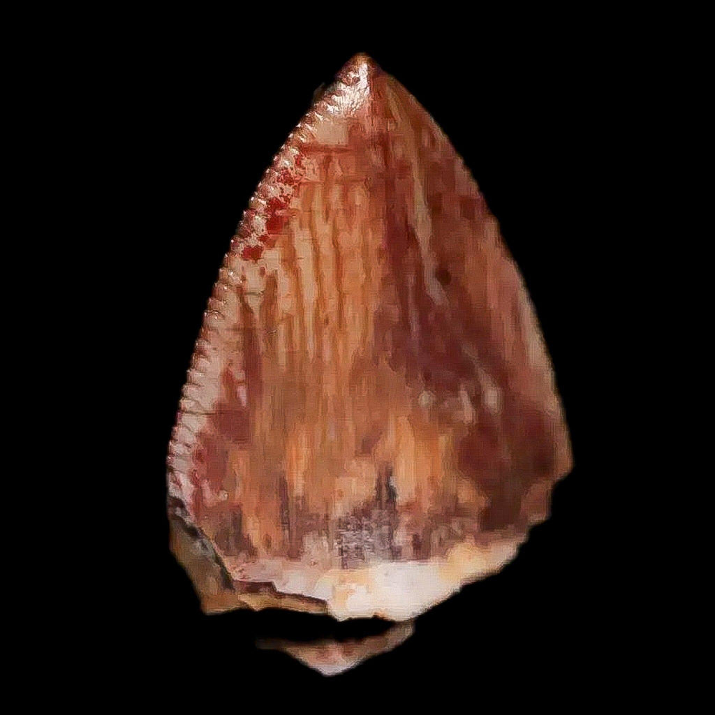 0.6" Phytosaur Fossil Tooth Triassic Age Archosaur Redonda FM NM COA ...