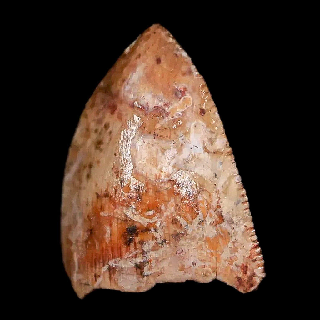 0.5" Phytosaur Fossil Tooth Triassic Age Archosaur Redonda FM NM COA ...