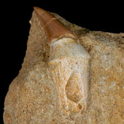 Mosasaur Fossils for Sale Online - Fossil Age Minerals