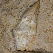 Mosasaur Fossils for Sale Online - Fossil Age Minerals