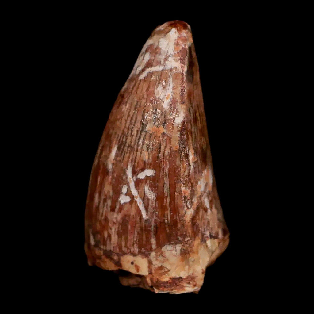 1" Phytosaur Fossil Tooth Triassic Age Archosaur Redonda FM NM COA ...