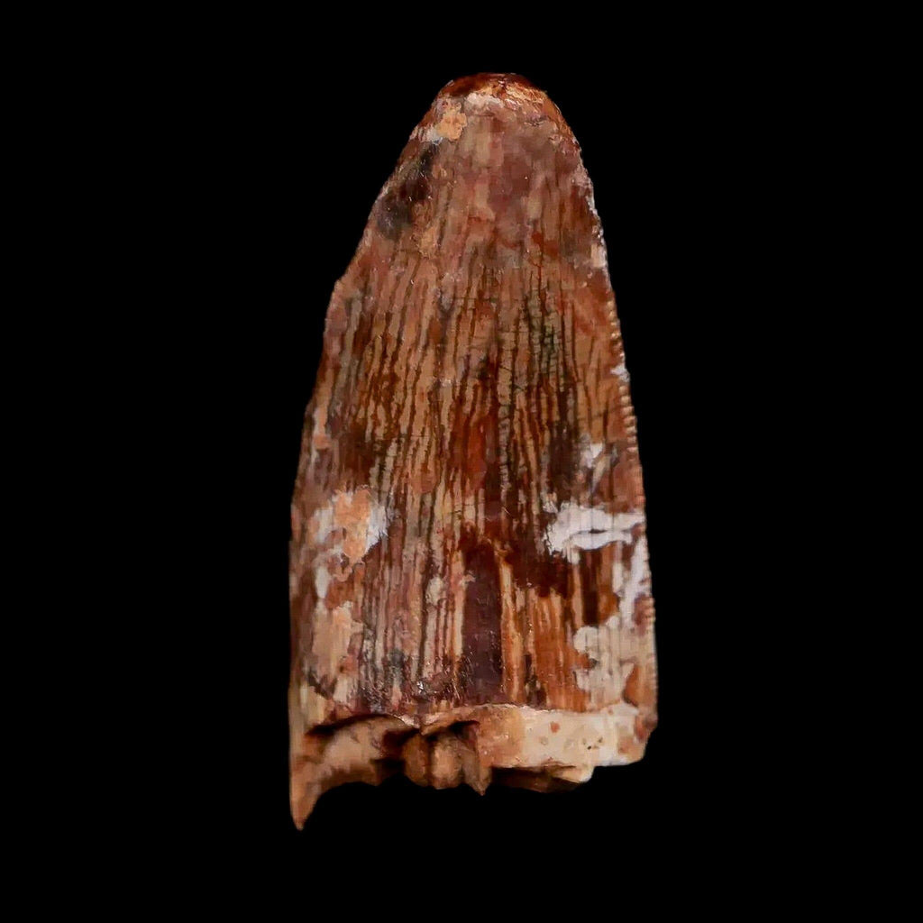 1" Phytosaur Fossil Tooth Triassic Age Archosaur Redonda FM NM COA ...