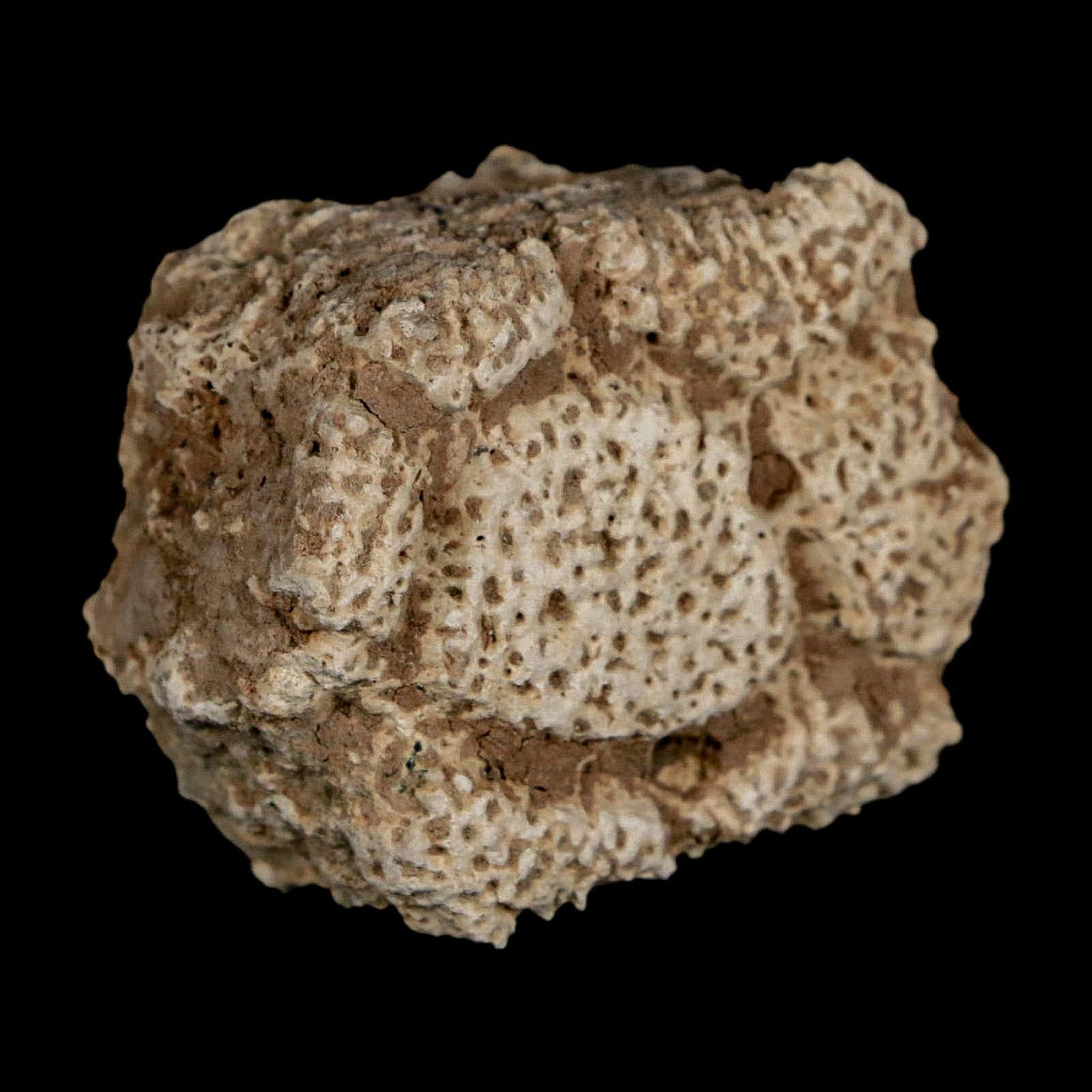 18 Glyptodon Fossil Osteoderm Scute Plate Bony Armor Pleistocene ...