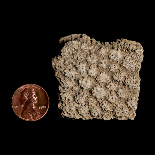 18 Glyptodon Fossil Osteoderm Scute Plate Bony Armor Pleistocene ...