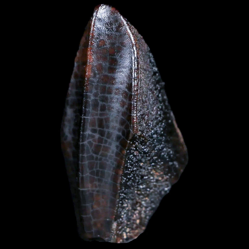XL 1.4" Lambeosaurus Fossil Tooth Judith River FM MT Cretaceous ...