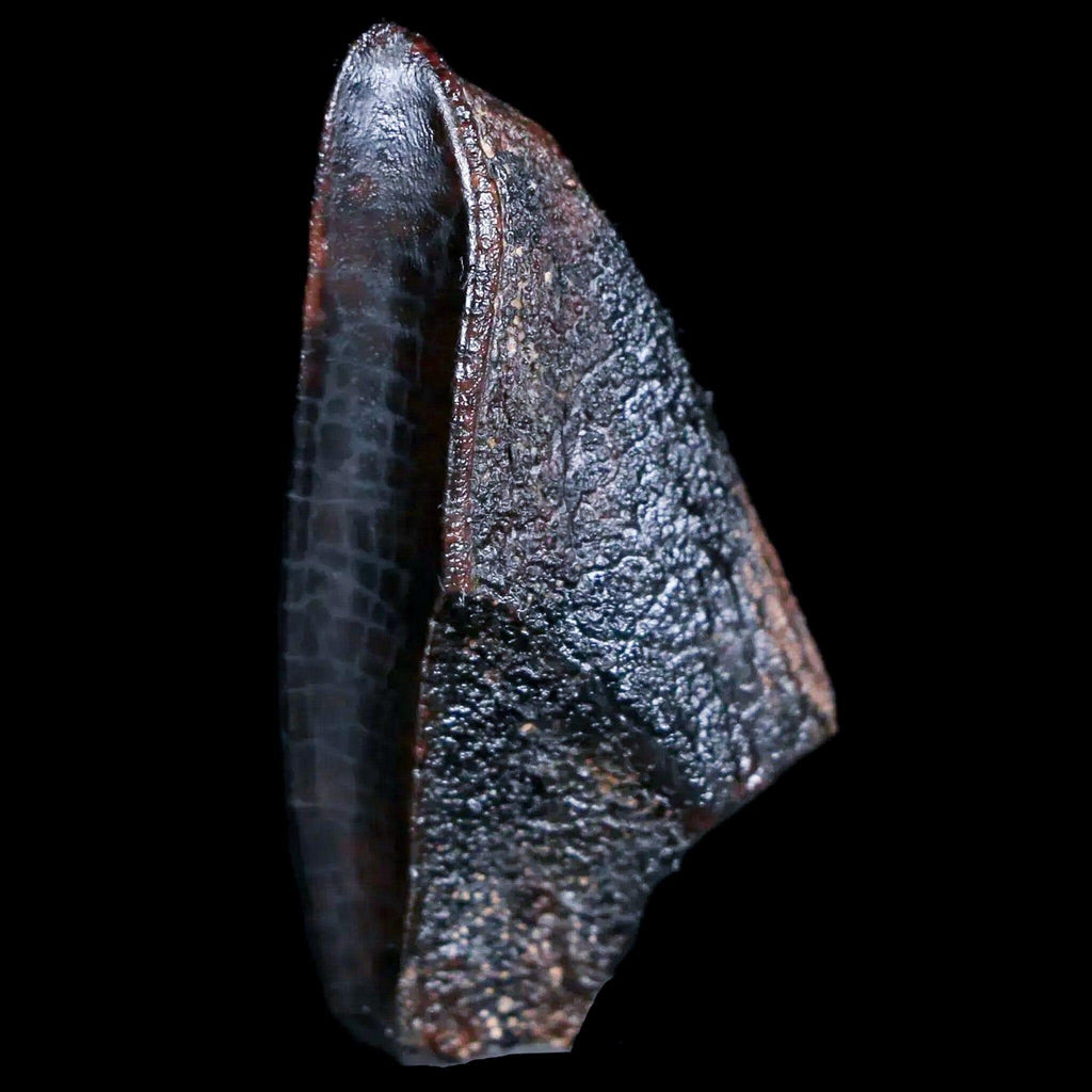 XL 1.4" Lambeosaurus Fossil Tooth Judith River FM MT Cretaceous ...