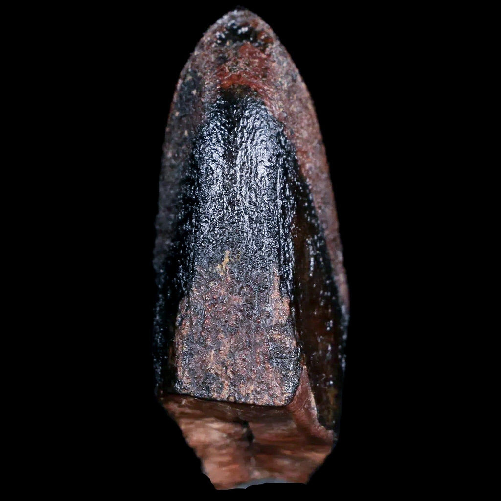 XL 1.4" Lambeosaurus Fossil Tooth Judith River FM MT Cretaceous ...