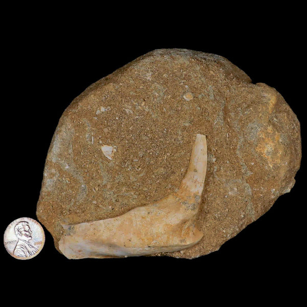 26 XL Saber Toothed Herring Fossil Fang Tooth Enchodus Libycus ...