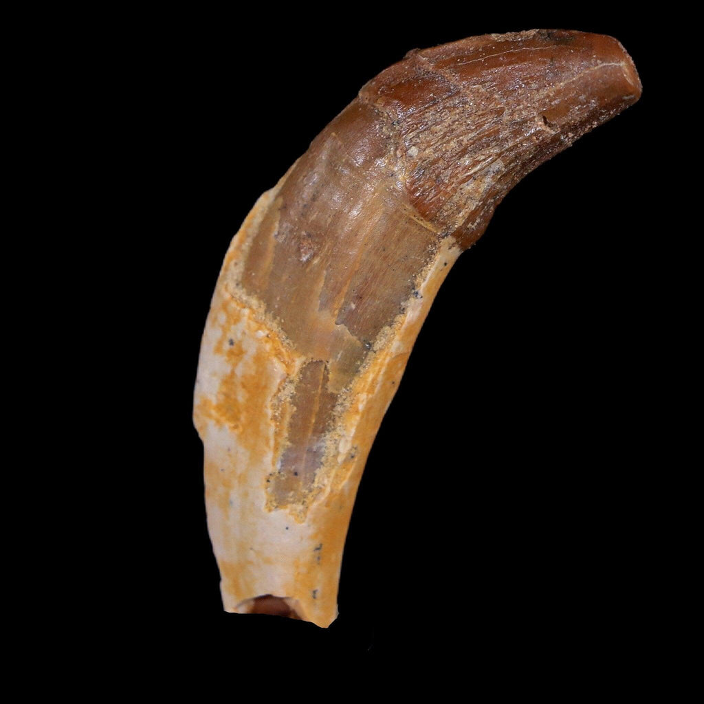 2" Basilosaurus Tooth Prehistoric Whale 40-34 Million Year Old Late ...
