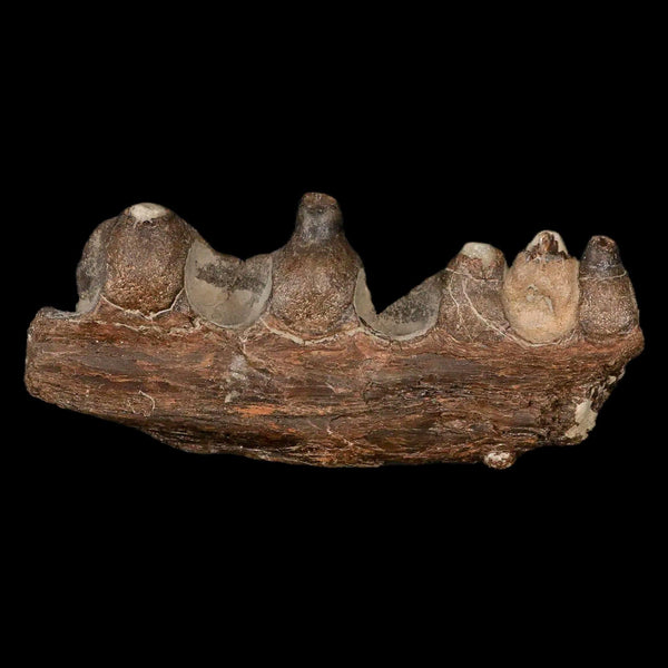 3" Pachyrhizodus Sp Fossil Fish Jaw Teeth Cretaceous Dinosaur Era Ozan ...