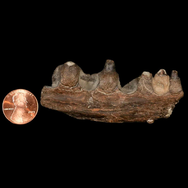 3 Pachyrhizodus Sp Fossil Fish Jaw Teeth Cretaceous Dinosaur Era Ozan ...