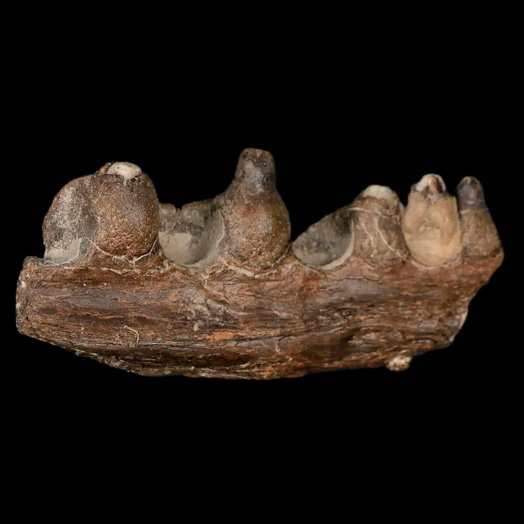 3" Pachyrhizodus Sp Fossil Fish Jaw Teeth Cretaceous Dinosaur Era Ozan ...