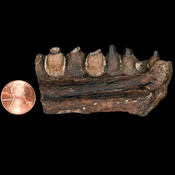 3" Pachyrhizodus Sp Fossil Fish Jaw Teeth Cretaceous Dinosaur Era Ozan ...