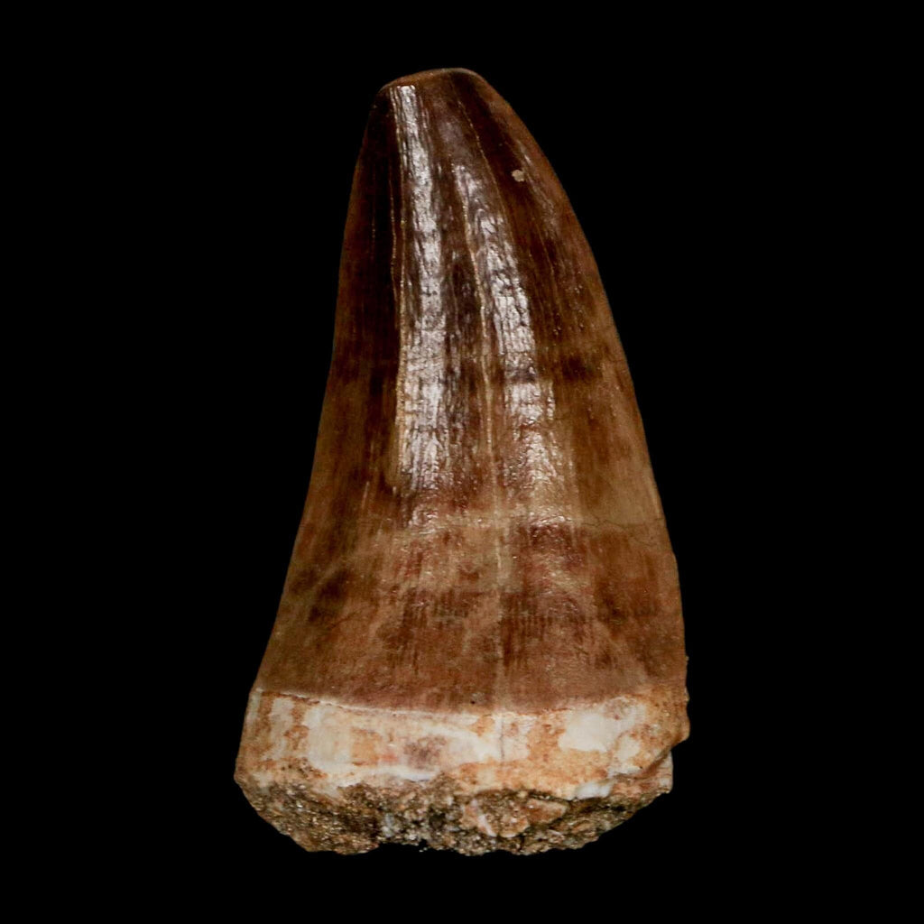XL 21 Mosasaur Prognathodon Fossil Tooth Cretaceous Dinosaur Era COA Stand