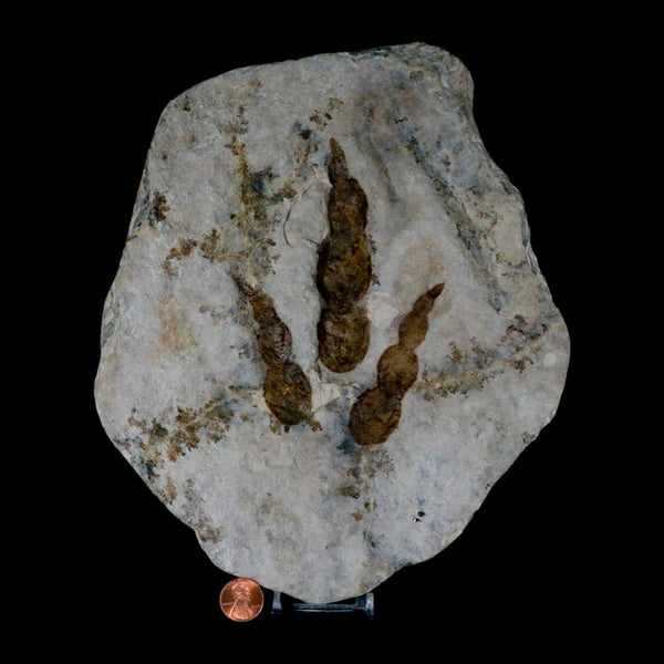 5.3" Grallator Variabilis Dinosaurs Tracks Foot Prints Jurassic Age ...