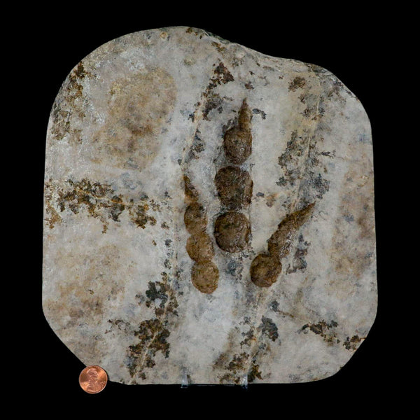 Two Double Sided Grallator Variabilis Dinosaurs Tracks Foot Prints ...