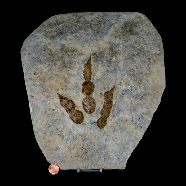 5.1" Grallator Variabilis Dinosaurs Tracks Foot Prints Jurassic Age ...