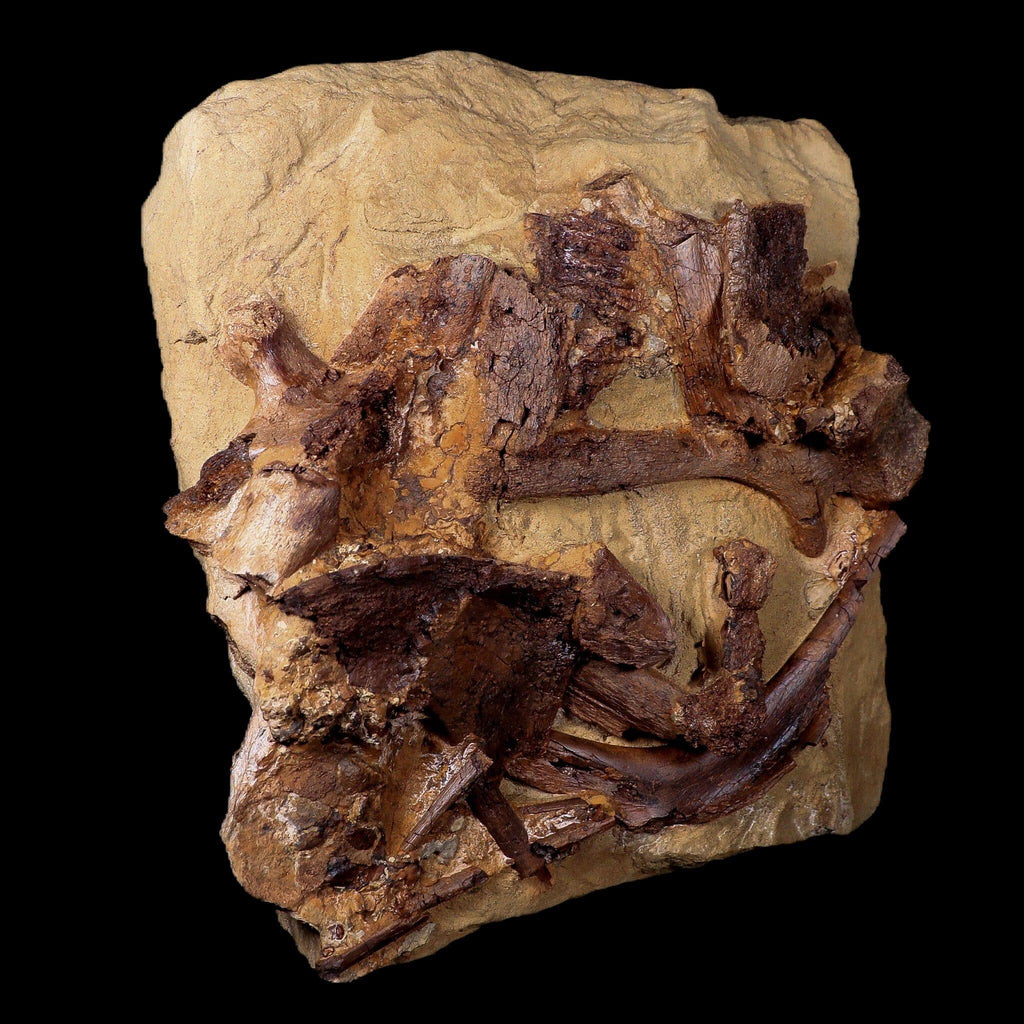 10" Edmontosaurus Fossils in Situ, Teeth, Jaw, Vertebrae, Tendon, More ...