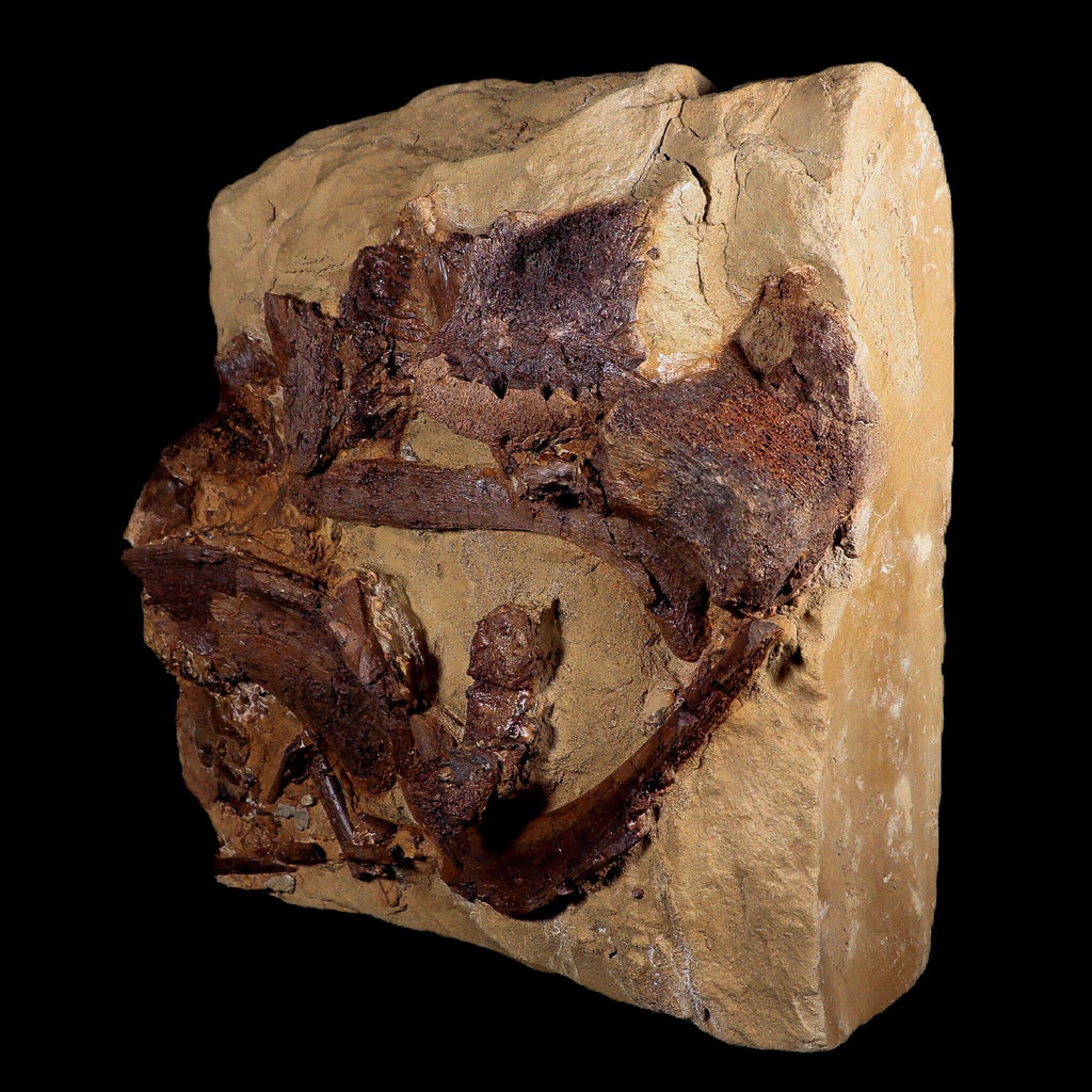 10" Edmontosaurus Fossils in Situ, Teeth, Jaw, Vertebrae, Tendon, More ...