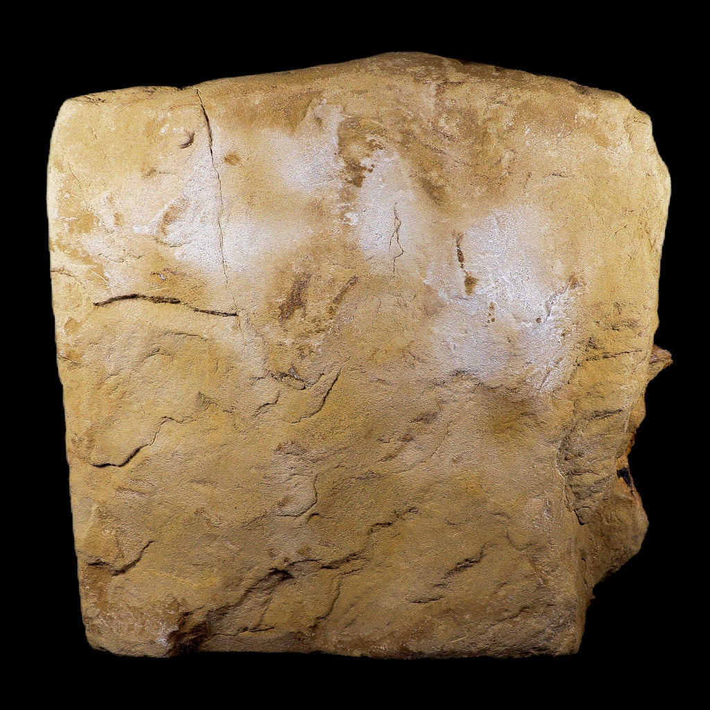 10" Edmontosaurus Fossils in Situ, Teeth, Jaw, Vertebrae, Tendon, More ...