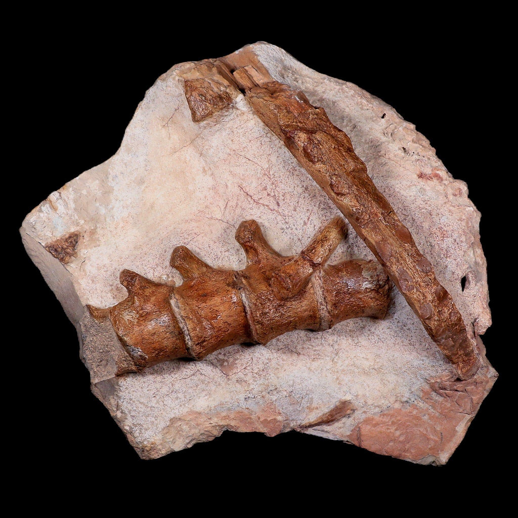 13" Polycotylid Plesiosaur Jaw and Vertebrae Fossil In Situ Cretaceous ...