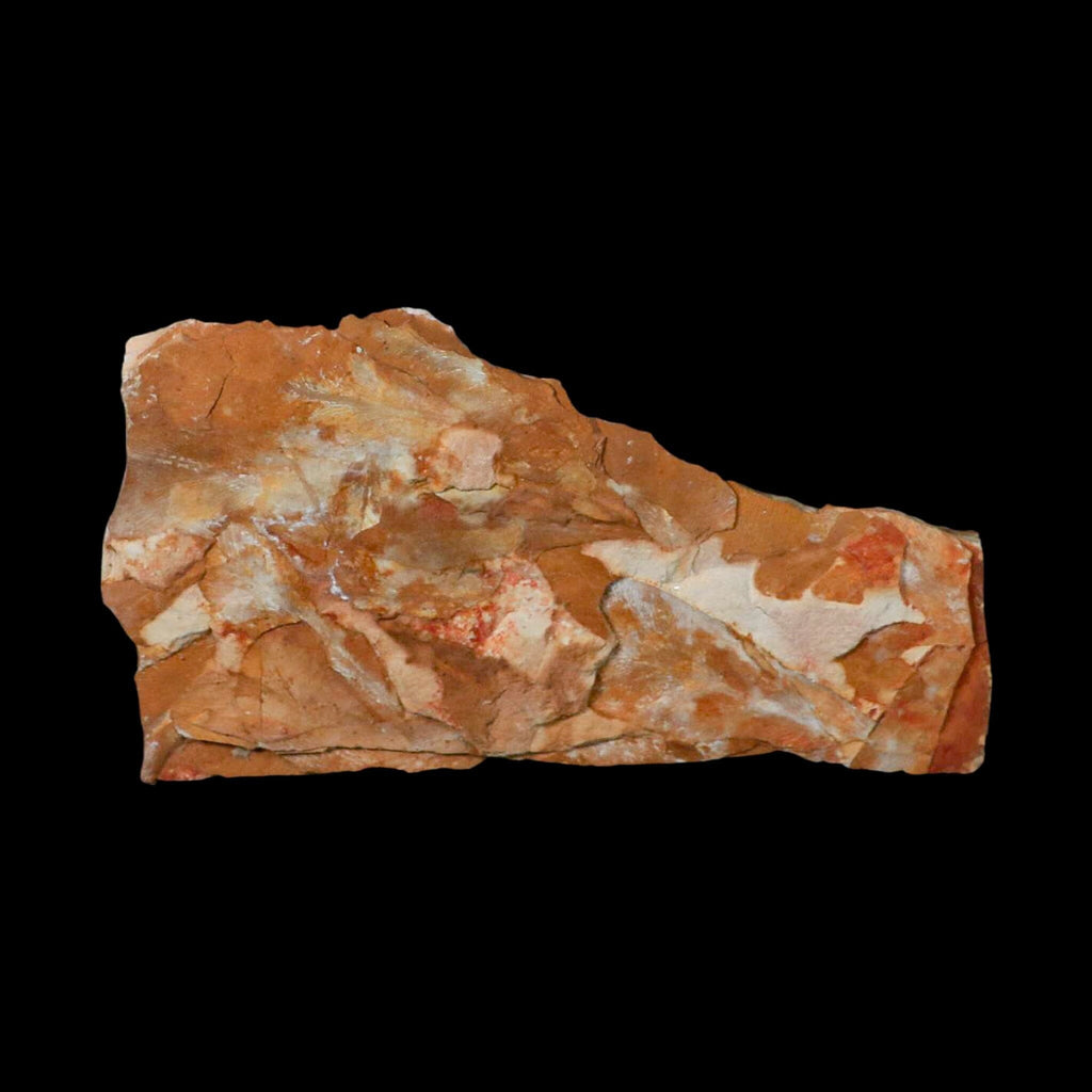 56 Detailed Glossopteris Browniana Fossil Plant Leafs Permian Age Australia