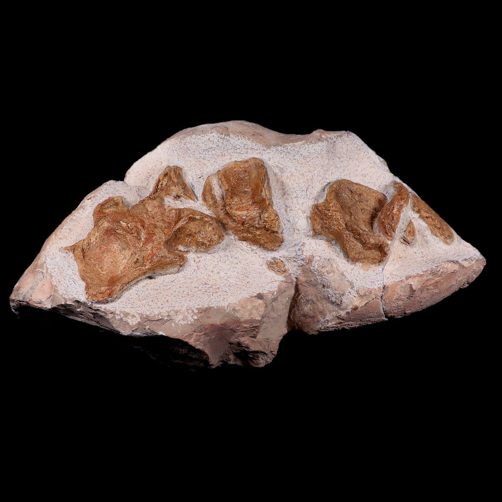128 Polycotylid Plesiosaur Vertebrae Fossil In Situ Cretaceous Dinosaur ...