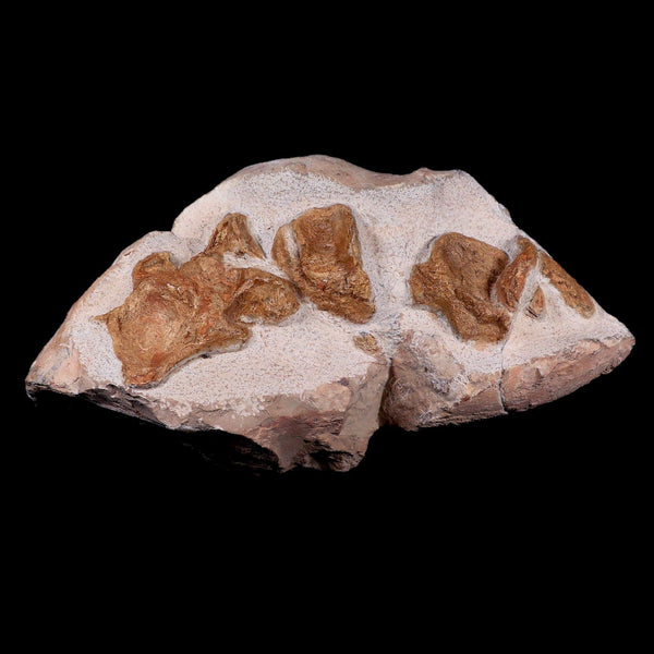 128 Polycotylid Plesiosaur Vertebrae Fossil In Situ Cretaceous Dinosaur ...