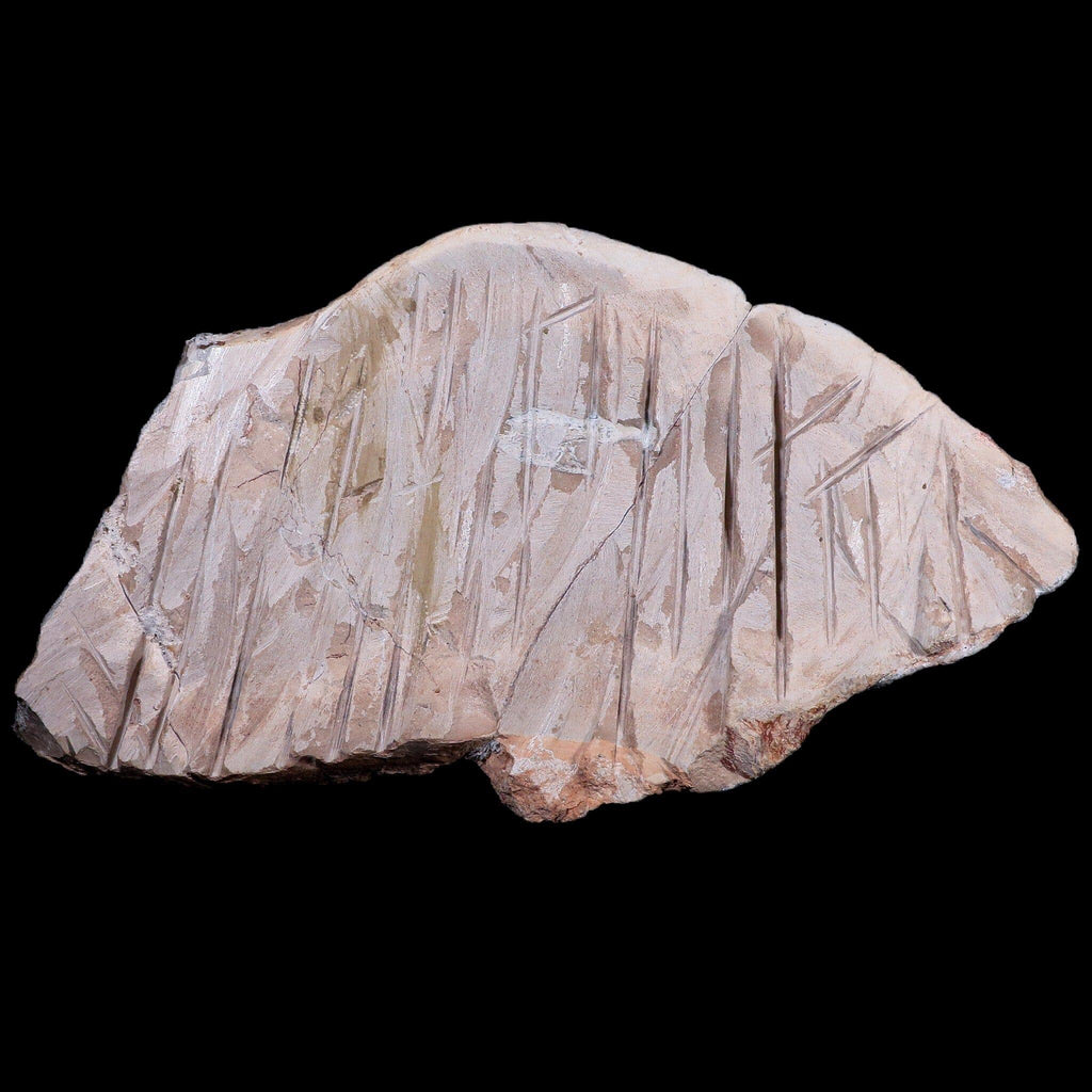 12.8" Polycotylid Plesiosaur Vertebrae Fossil In Situ Cretaceous ...