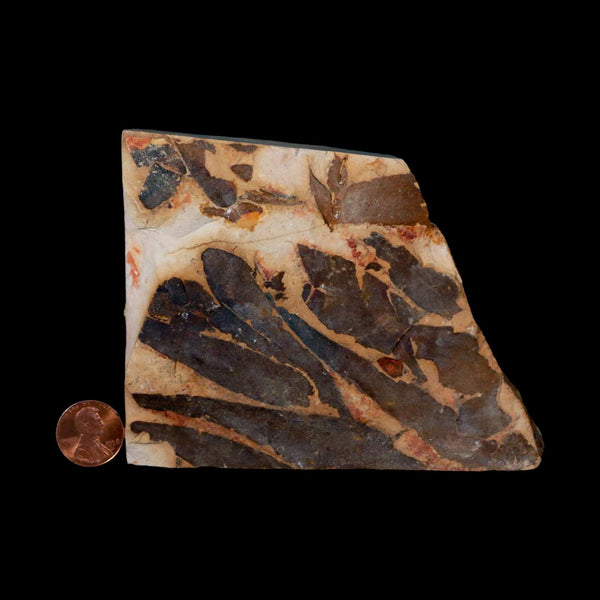 45 Detailed Glossopteris Browniana Fossil Plant Leafs Permian Age Australia