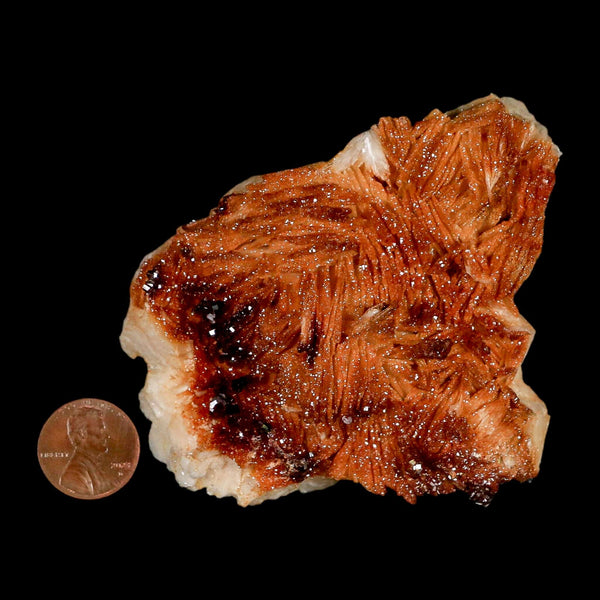 3.6" Sparkly Orange Vanadinite Crystals Orange Barite Blades Mineral ...