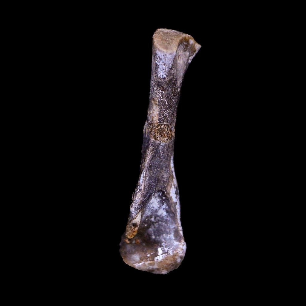 Captorhinus Aguti Fossil Femur Bone Permian Age Reptile 299 Mil Yrs Old ...