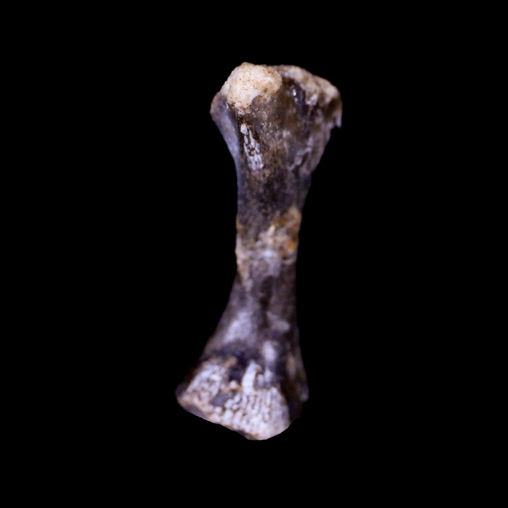 Captorhinus Aguti Fossil Femur Bone Permian Age Reptile 299 Mil Yrs Old ...
