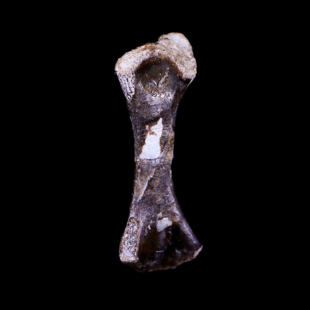 Captorhinus Aguti Fossil Femur Bone Permian Age Reptile 299 Mil Yrs Old ...