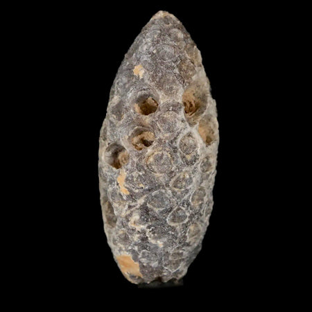 Pine Cone Fossils For Sale - Fossil Age Minerals