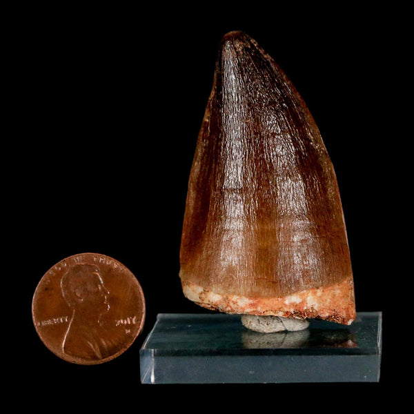 1.9" Mosasaur Prognathodon Fossil Tooth Cretaceous Dinosaur Era COA & Stand