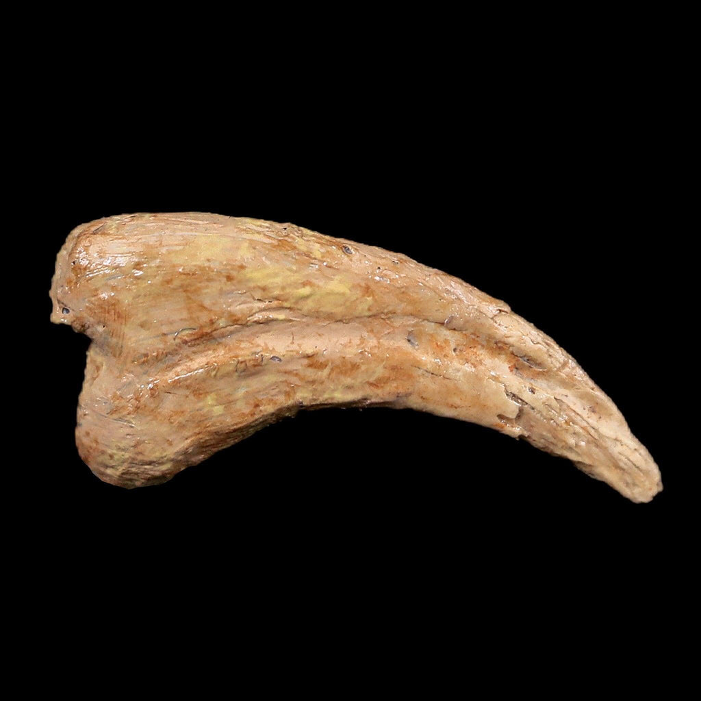 0.6" Anzu Wyliei Raptor Dinosaur Fossil Claw Bone Hell Creek FM SD Display