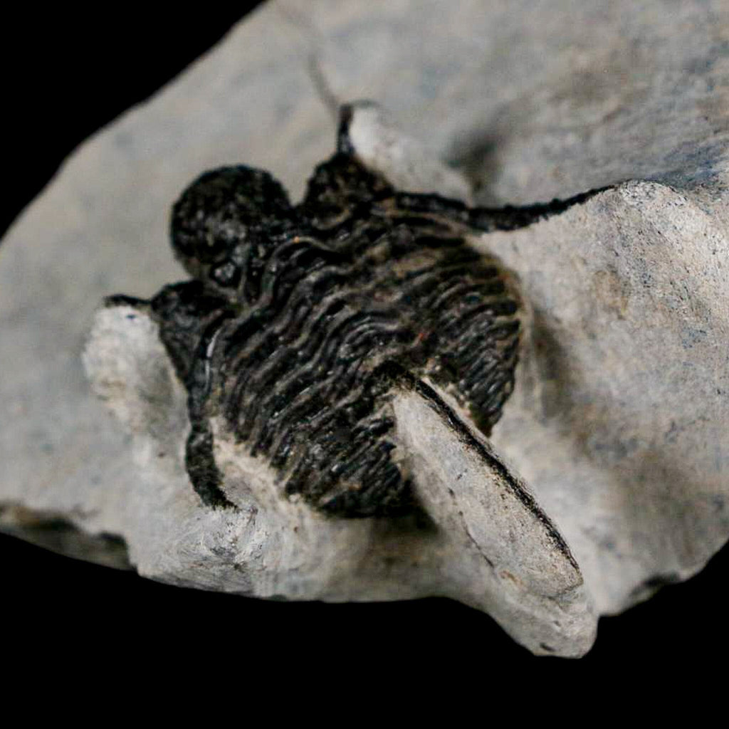 15 Cyphaspis Otarion Spiny Trilobite Fossil Devonian Age 400 Mil Yrs ...