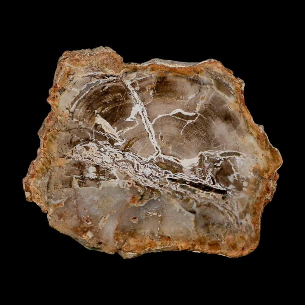 36 Fossilized Polished Petrified Wood Branch Madagascar 66-225 Million ...
