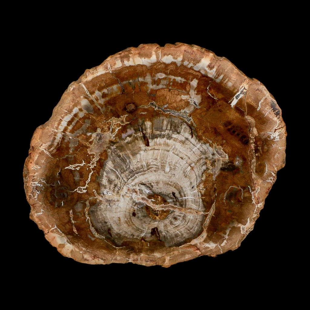 48 Fossilized Polished Petrified Wood Branch Madagascar 66-225 Million ...
