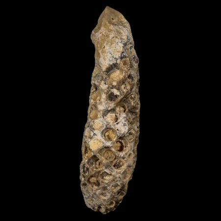 Fossil and Mineral Online Store | Dinosaur Fossils | Fossil Age Minerals