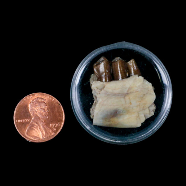 11 Poebrotherium Wilsoni Fossil Jaw Teeth Primitive Camel SD Badlands ...