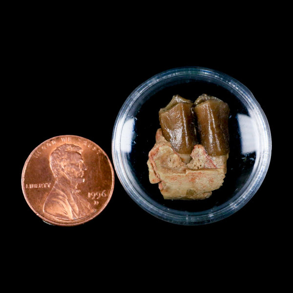 09 Poebrotherium Wilsoni Fossil Jaw Teeth Primitive Camel SD Badlands ...