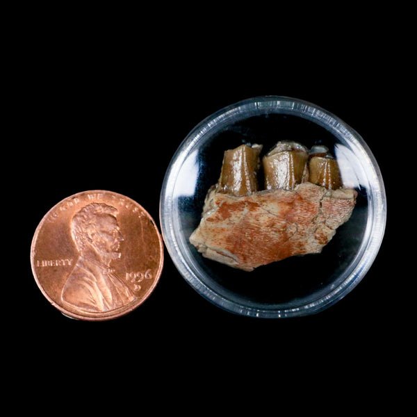 1 Poebrotherium Wilsoni Fossil Jaw Teeth Primitive Camel SD Badlands ...